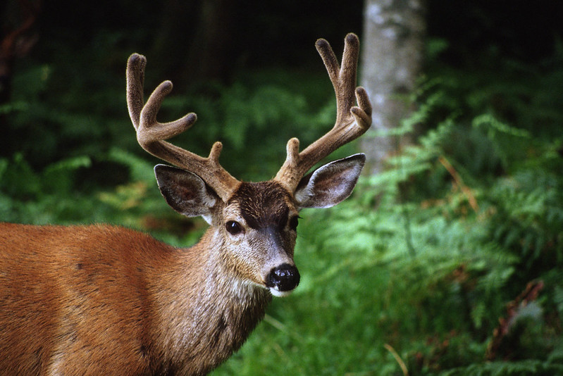 Hunting in France - Free Spirit Alpine