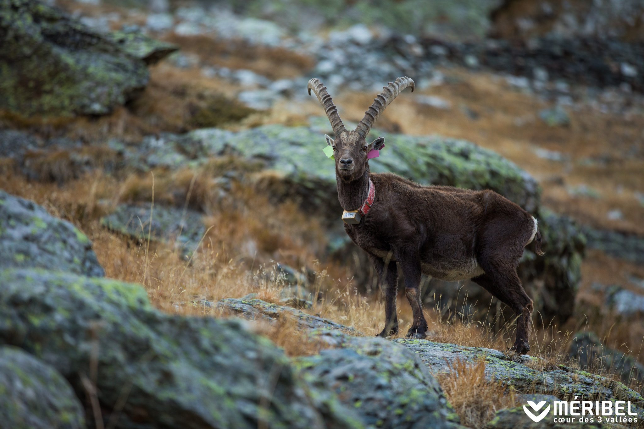 Wildlife in the French Alps - Free Spirit Alpine