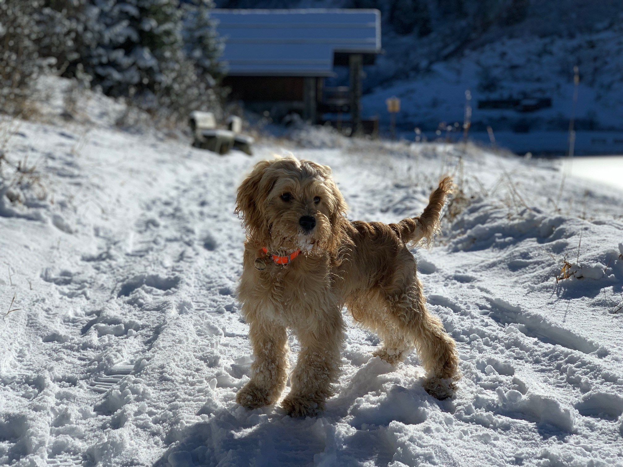 Bringing your Dog to The French Alps - Free Spirit Alpine