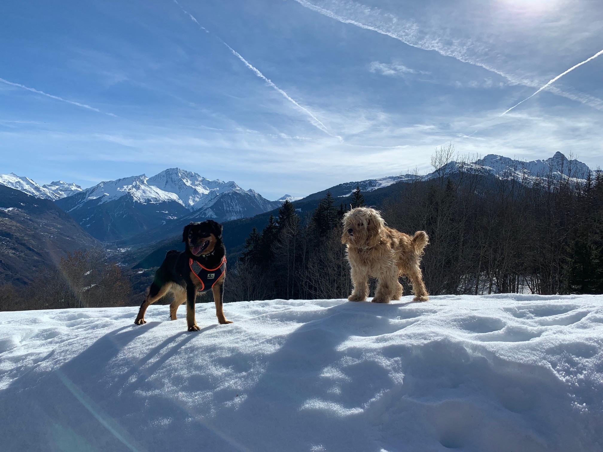 Bringing your Dog to The French Alps - Free Spirit Alpine