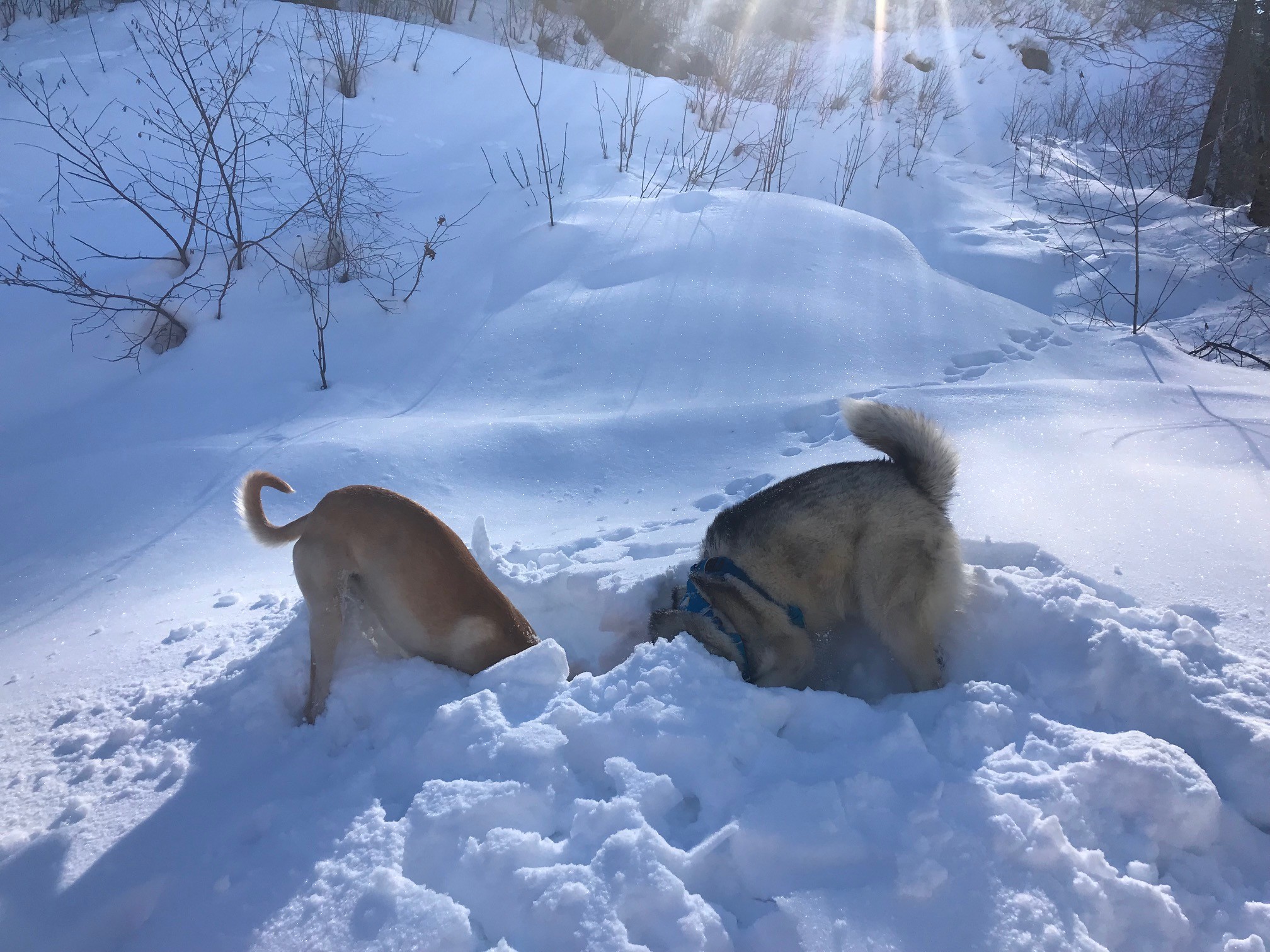 Bringing your Dog to The French Alps - Free Spirit Alpine