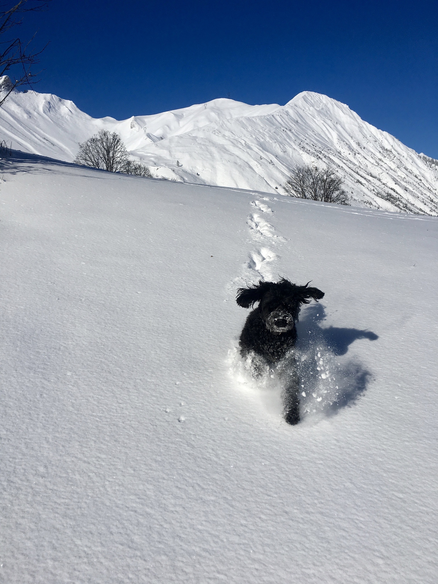 Bringing your Dog to The French Alps - Free Spirit Alpine