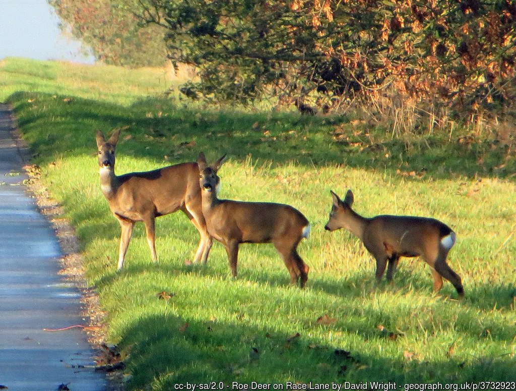 Wildlife in the French Alps - Free Spirit Alpine